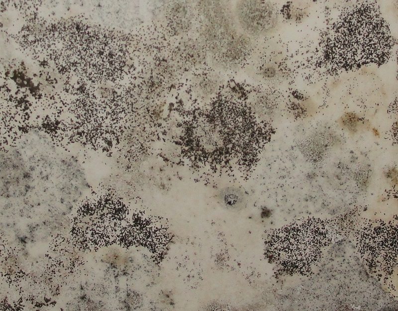 Mold or suspected organic microbial growth? - Structure Tech Home ...